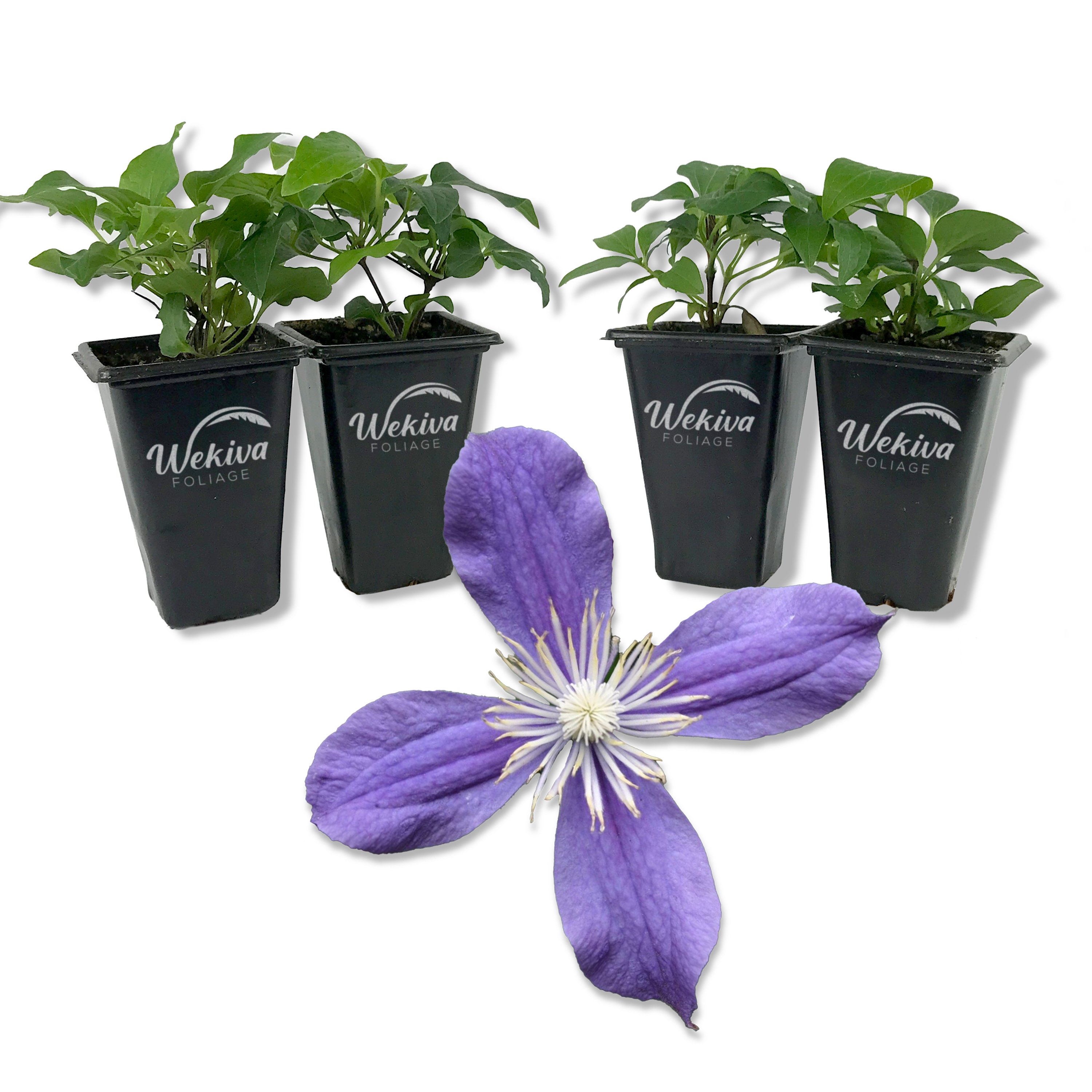 Clematis Arabella - Live Starter Plants in 2 Inch Growers Pots ...